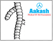 Roots: Function, Modifications & Examples | AESL